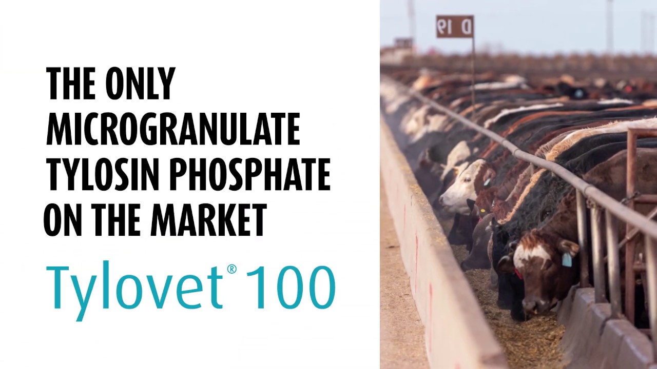 TYLOVET® 100 (tylosin phosphate) - YouTube
