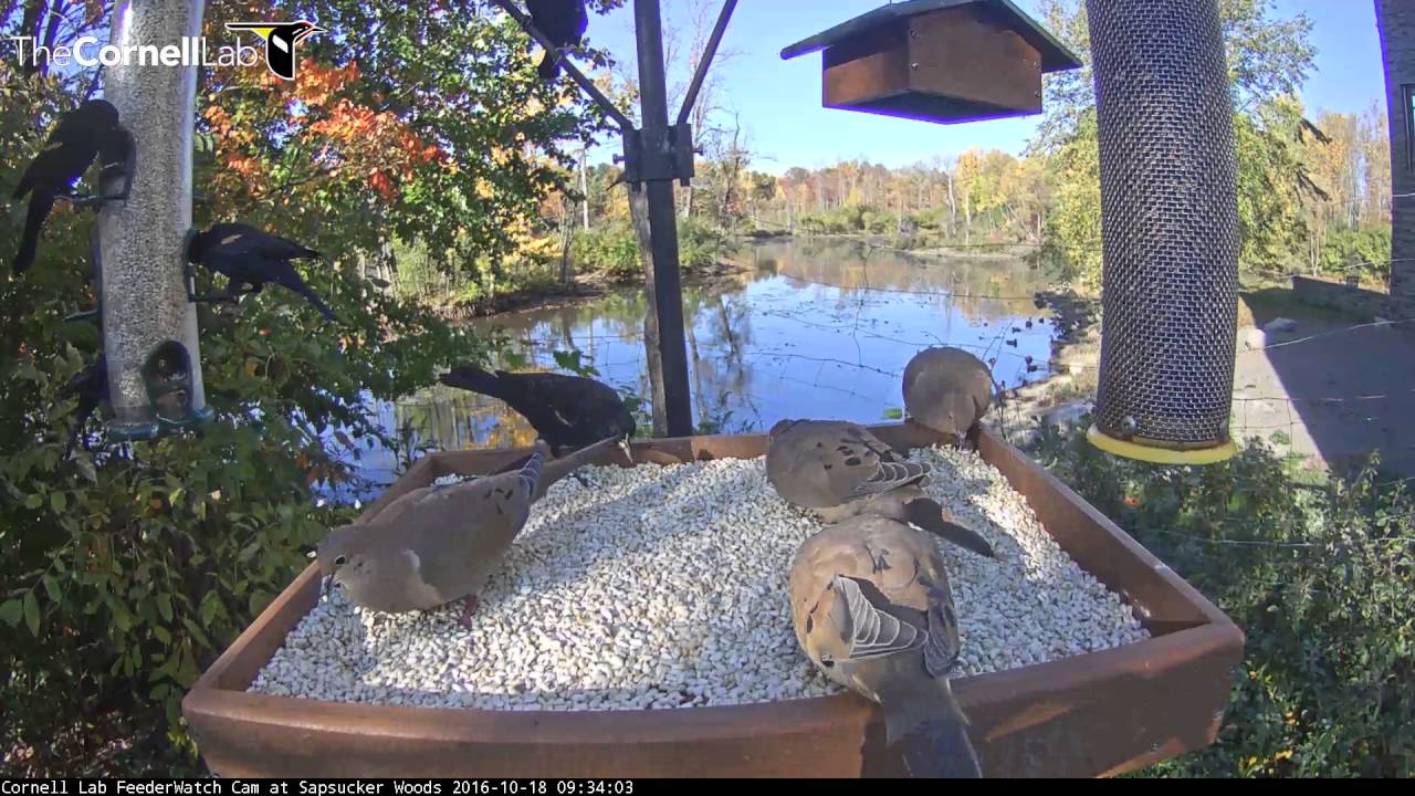 Rush Hour At The Cornell Feeders - Oct. 18, 2016 - YouTube