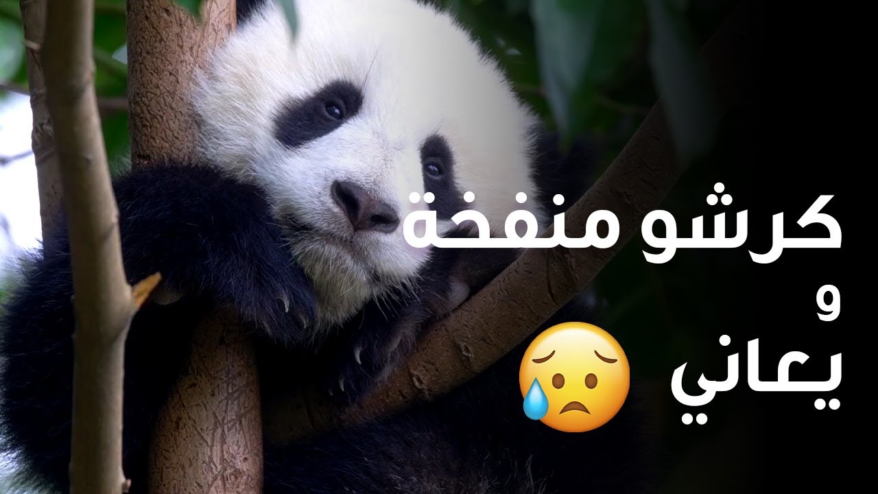 Psyllax اقضي على الإمساك المعوي بفضل - YouTube