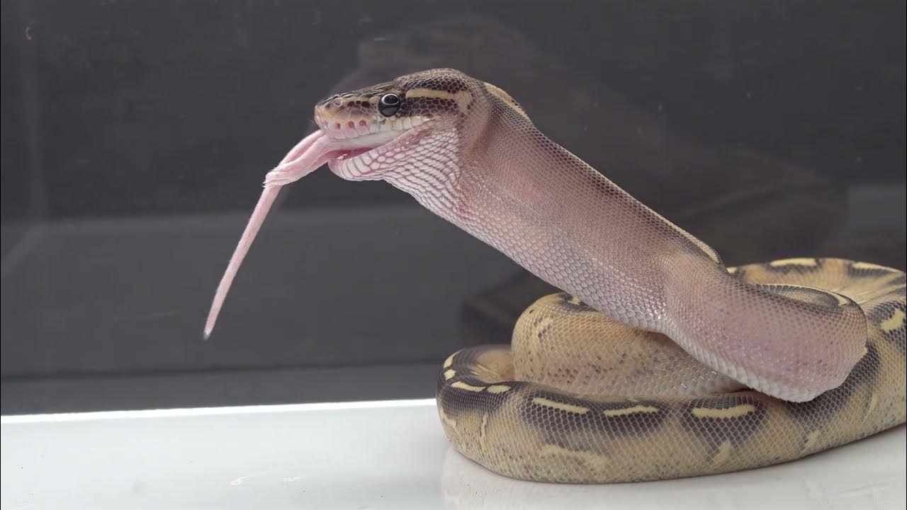 Snake Swallows Mouse - Warning Live Prey - YouTube