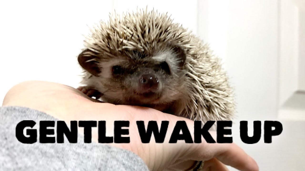 Waking up your hedgehog. The gentle wake up. - YouTube
