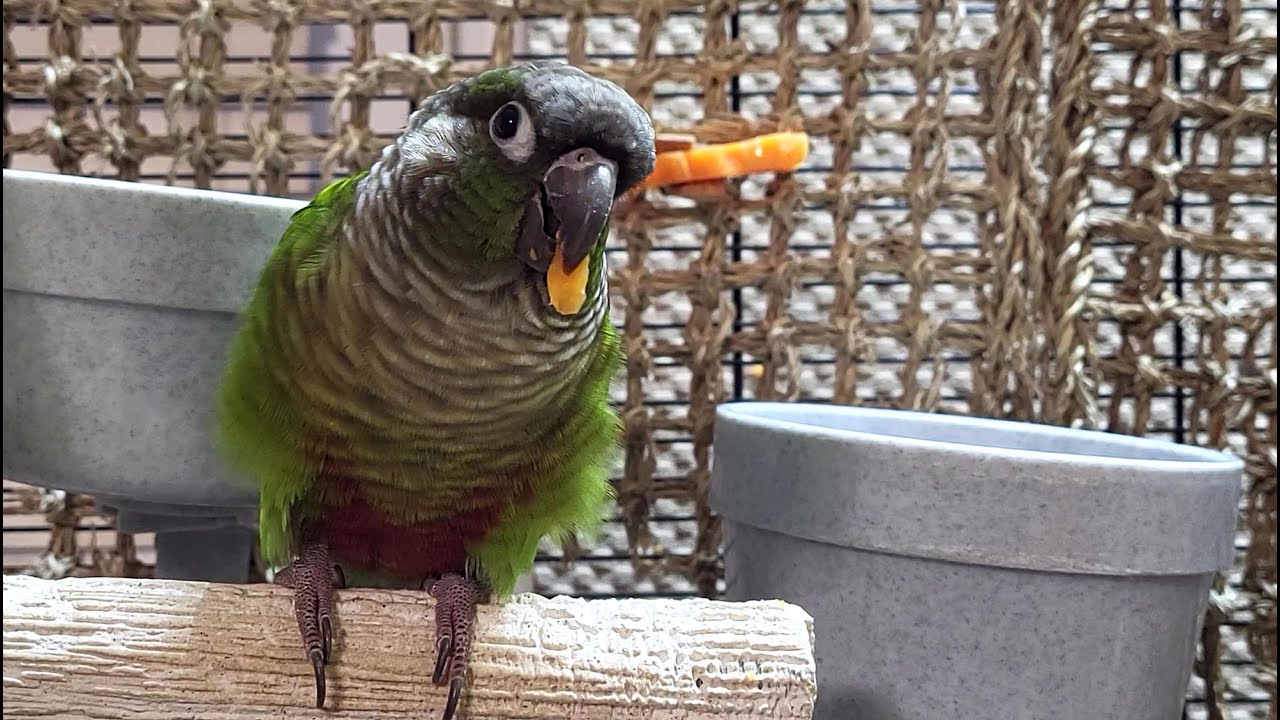 happy conure parakeet sounds - YouTube