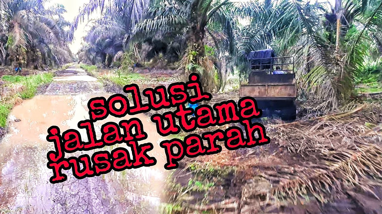 rekomendasi alat pengangkut sawit || Crawler dumper - YouTube