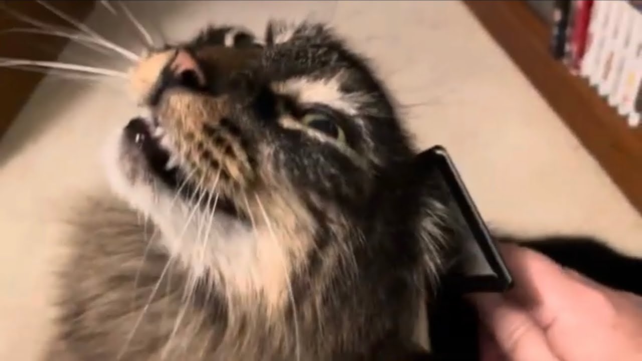 The brushing of a co-operative cat - YouTube