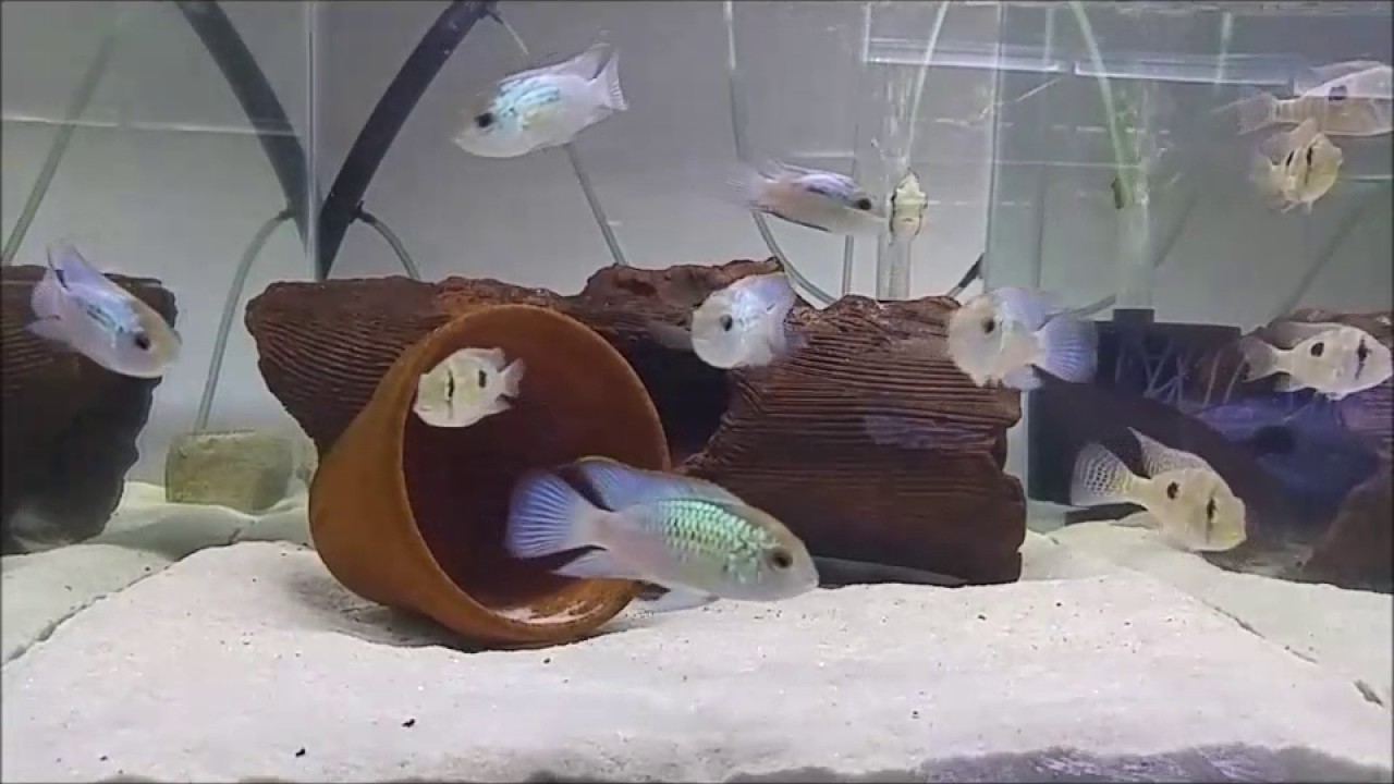 Neon Electric Blue Acara American Cichlids, Shrimplovers Australia ...