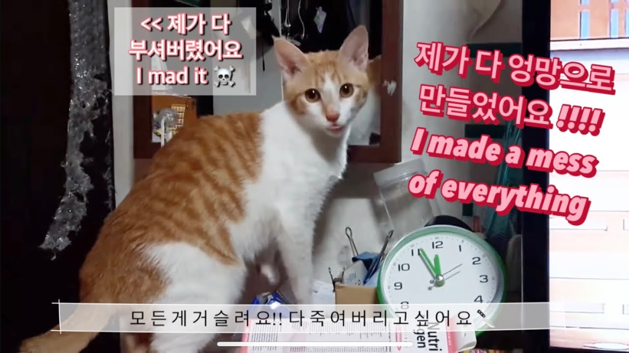 아기고양이가 괴물이 되는 성장과정 👿 (The process of growing up to be a kitten monster ...