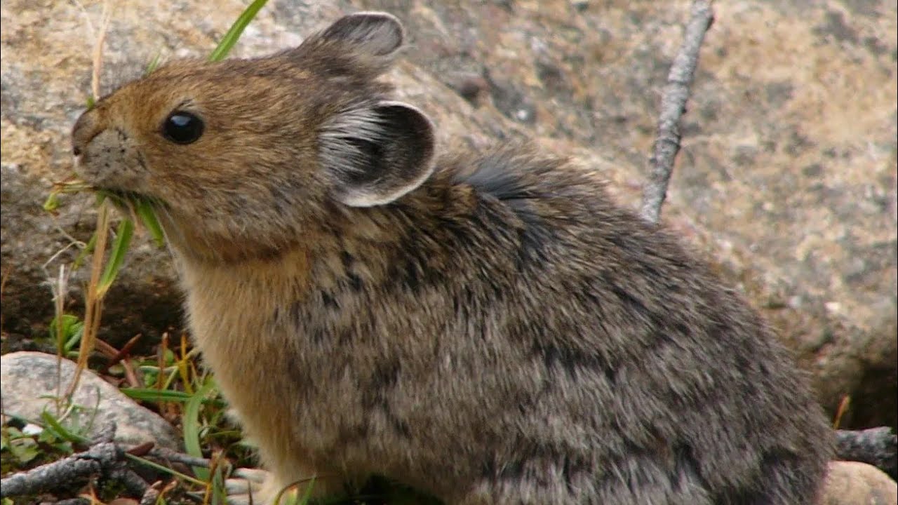 Himalayan Pika , Dhauladhar Range - YouTube