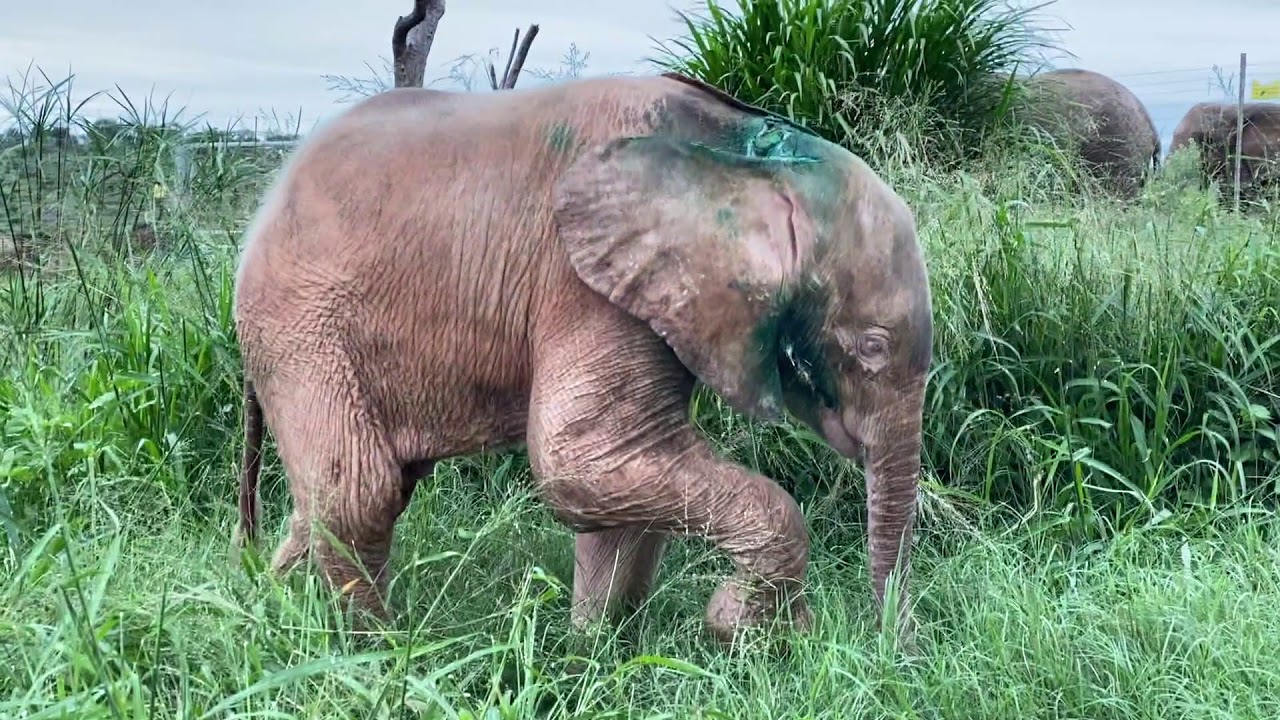 Albino baby elephant Khanyisa playing in the orphanage gardens - 22 ...