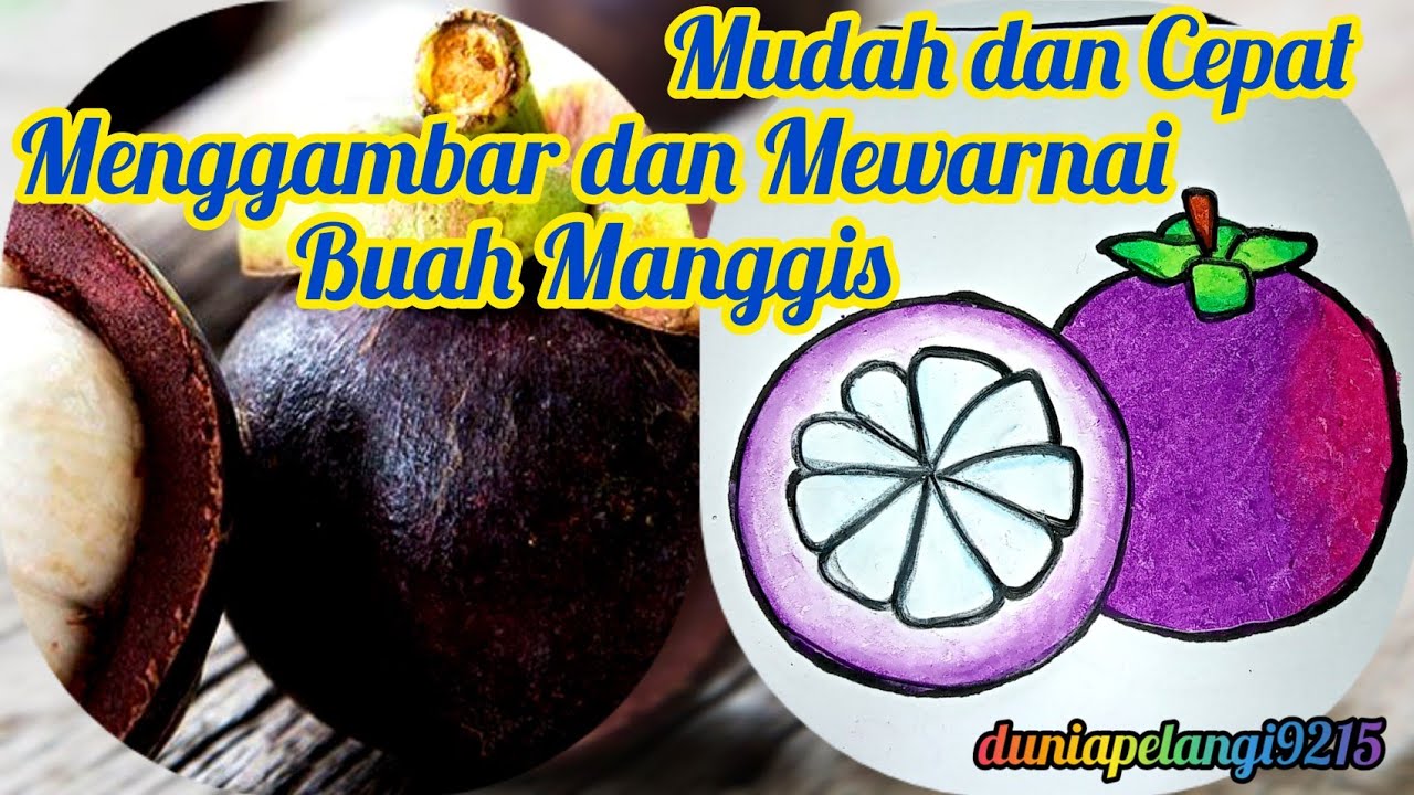 Menggambar dan Mewarnai Buah Manggis Mudah Cepat || How to Draw ...