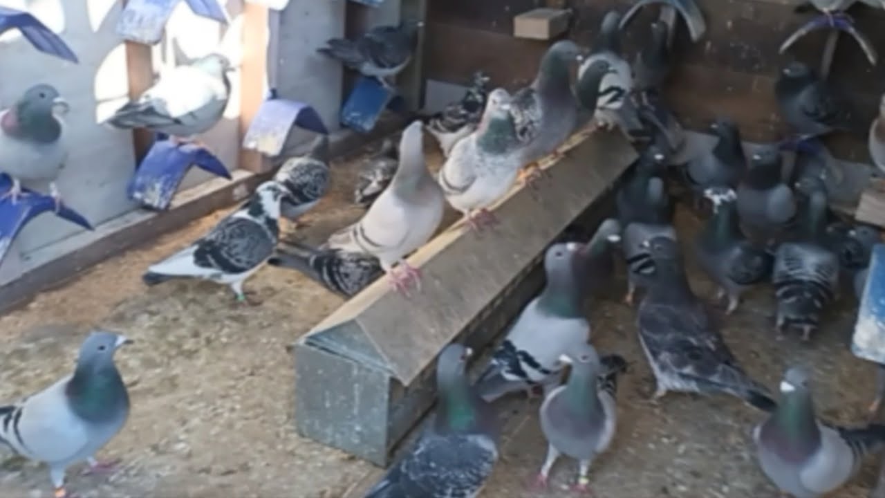 SUBUKAN KO PATAGALIN SA LIPARAN MGA KALAPATI KO - YouTube