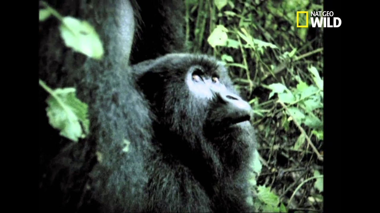 Le sexe chez le gorille à dos argenté - YouTube