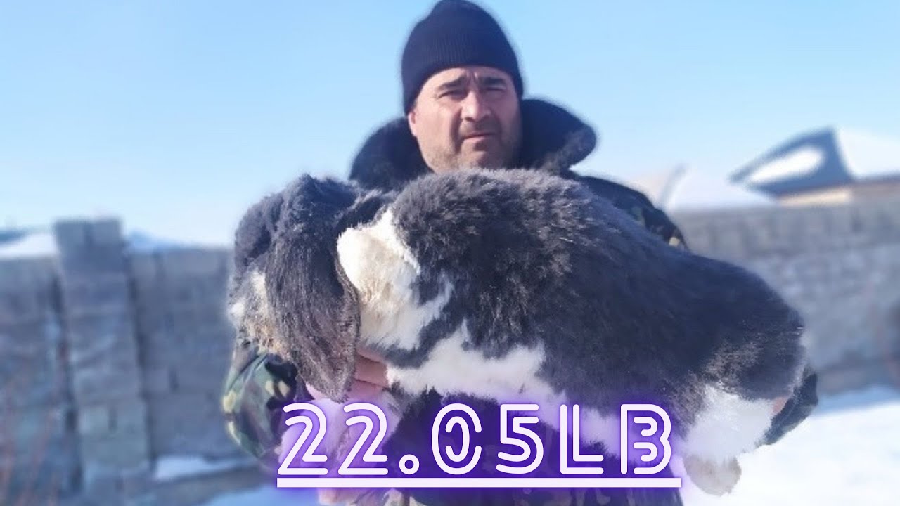 Cooking a Rabbit is easy and pleasant | Rabbit in tomato sauce rustic ...