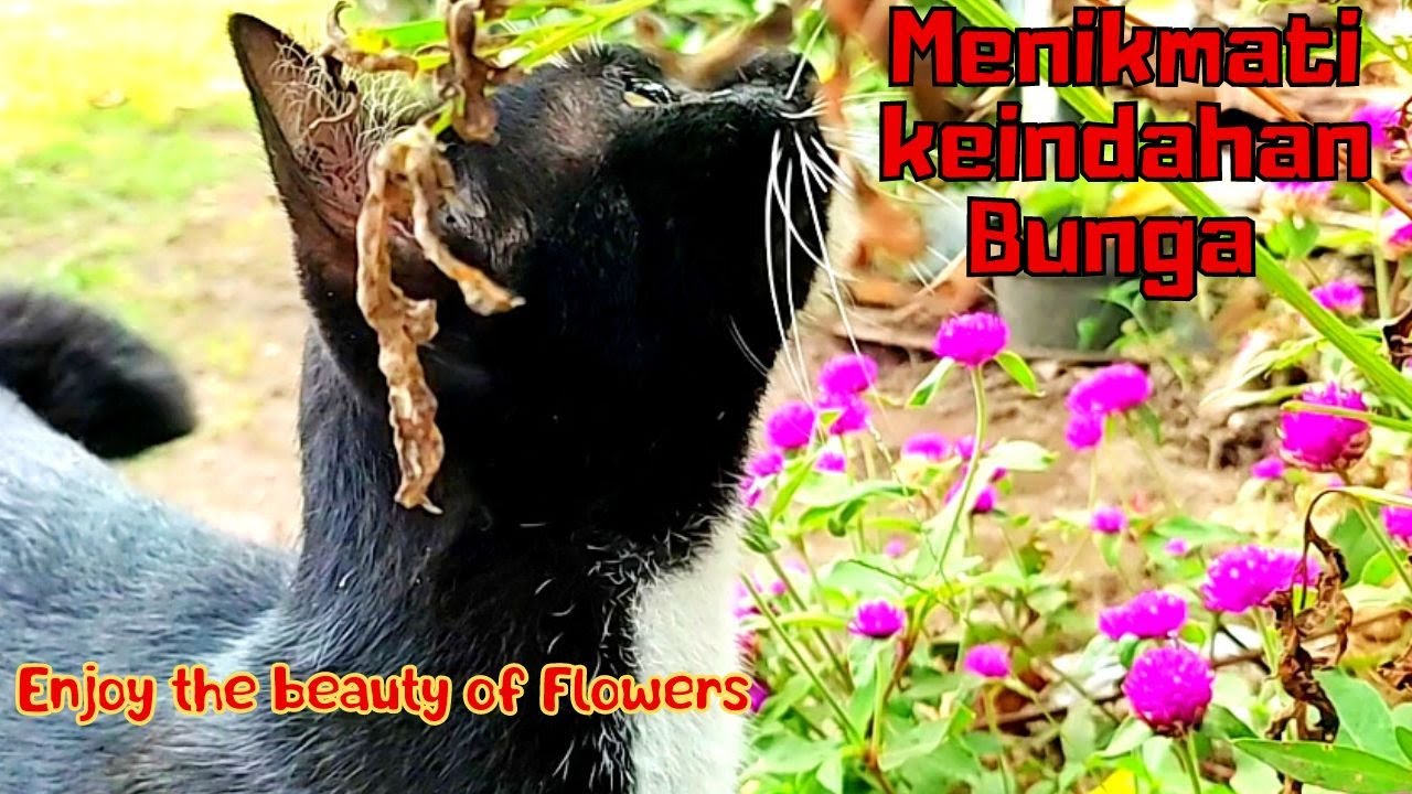 Kucing Lucu Tuxedo Menikmati Keindahan Bunga | Cute Tuxedo Cat Enjoying ...