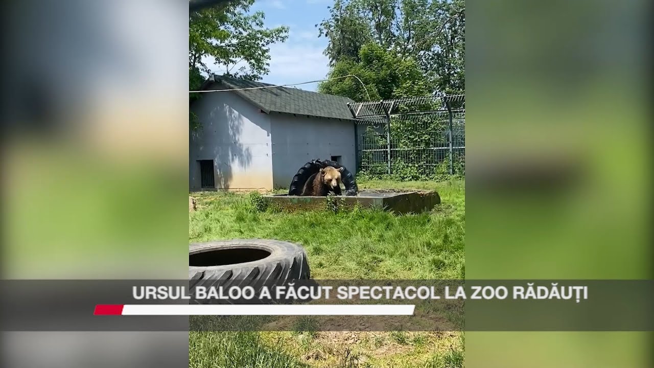 Ursul Baloo a făcut spectacol la Zoo Rădăuți - YouTube