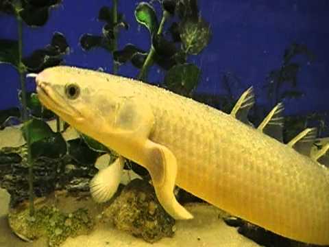 Polypterus Senegalus for sale UK - YouTube