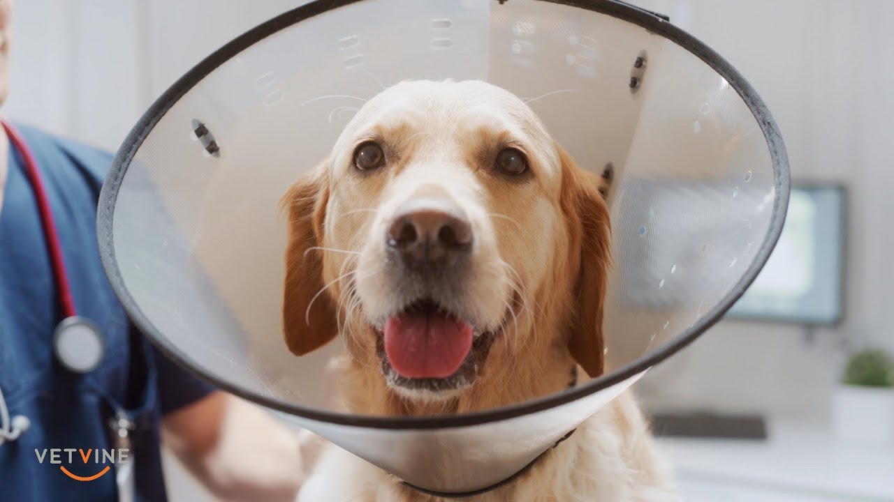 Hemangiosarcoma In Dogs Diagnosis | Cutaneous Hemangiosarcoma | Lab