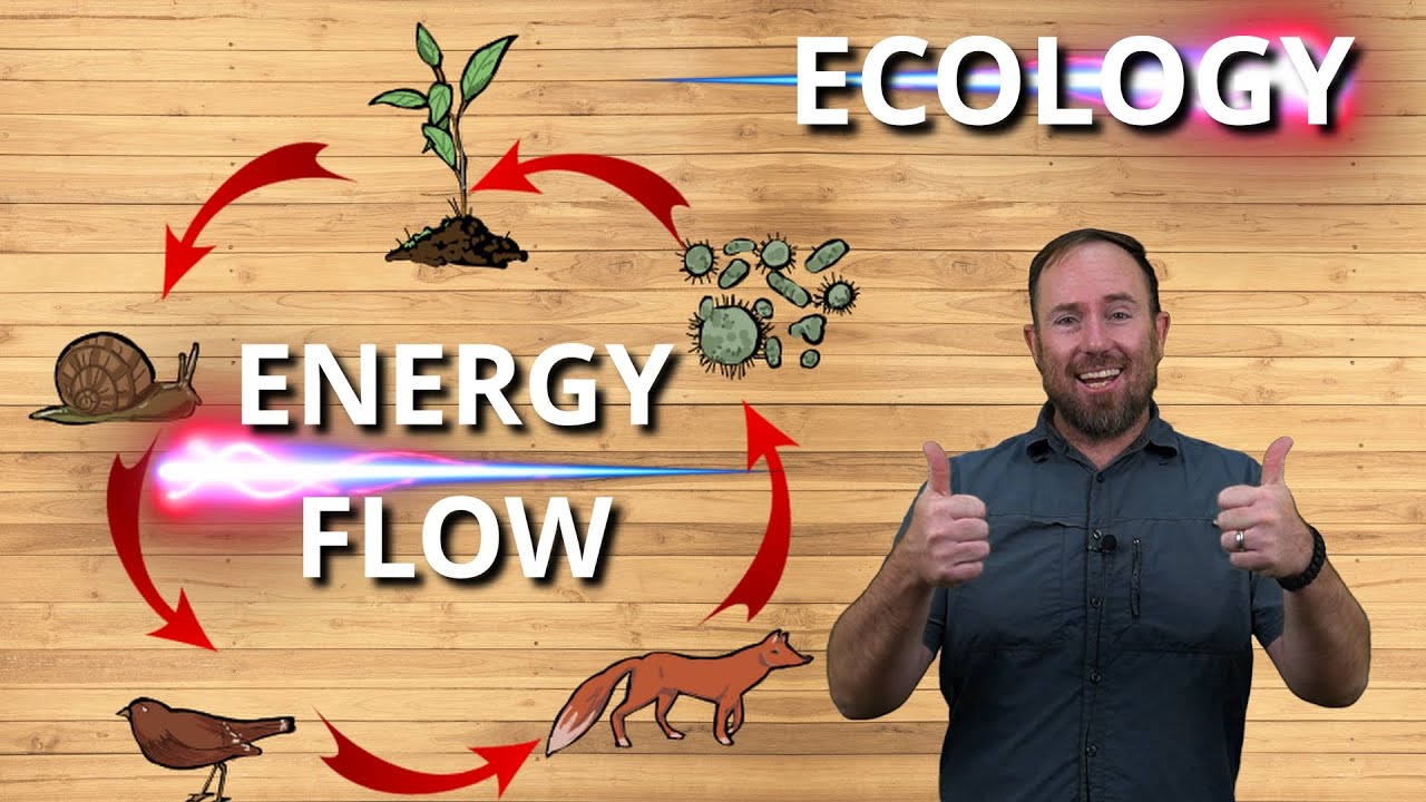 How does ENERGY FLOW in an ECOSYSTEM - Ecology Grade 8 - YouTube