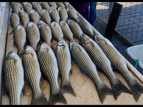 Striper Fishing at Lake Texoma w/Travis Nossaman - YouTube