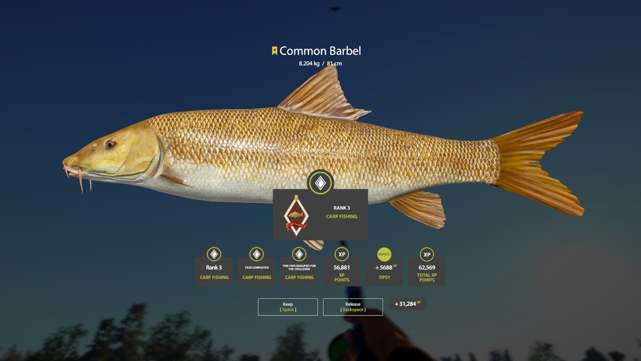 Trophy Common Barbel 8.204kg - RF4 Trophies - RF4 - YouTube