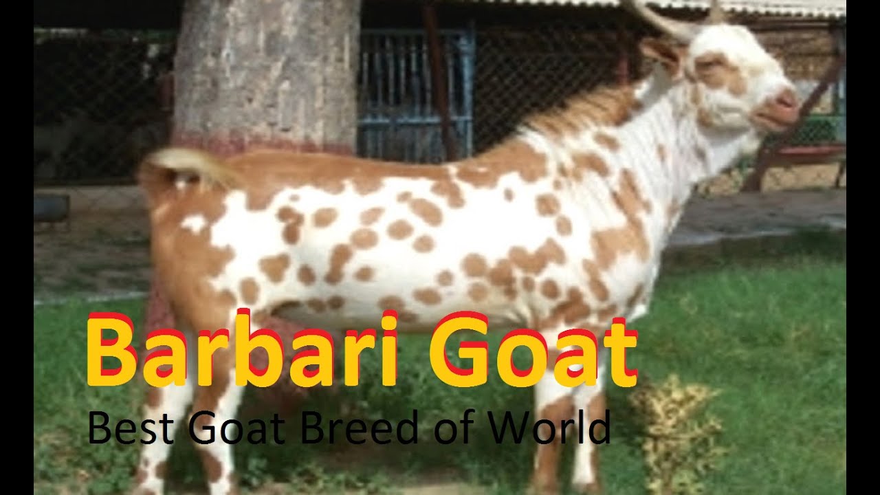 Barbari Goat | Best Goat Breed In The World | - YouTube