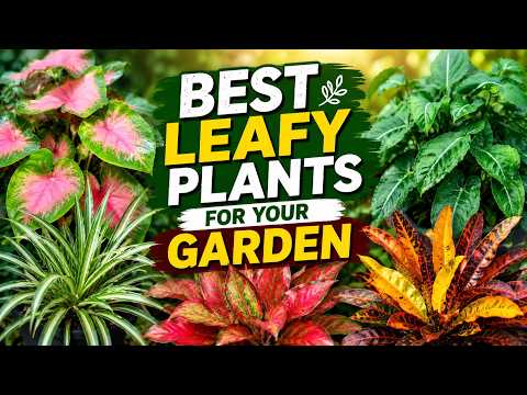 Best leafy plants for your garden.