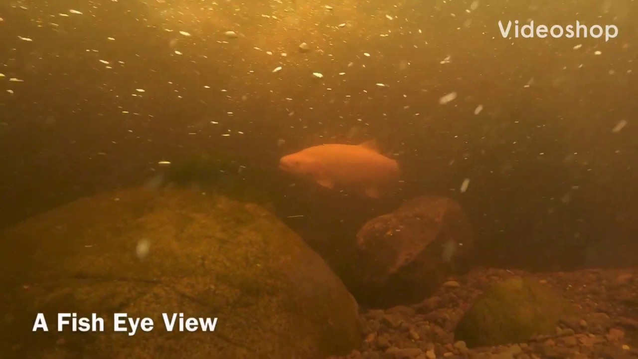 A Fish Eye View - YouTube