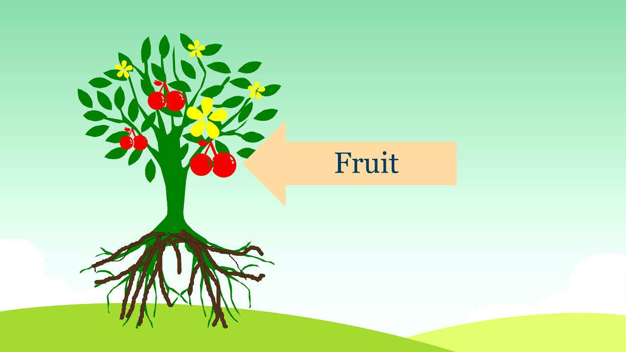 Tree With Roots And Branches And Fruits