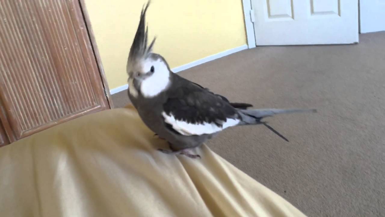 Silly cockatiel in bed - YouTube