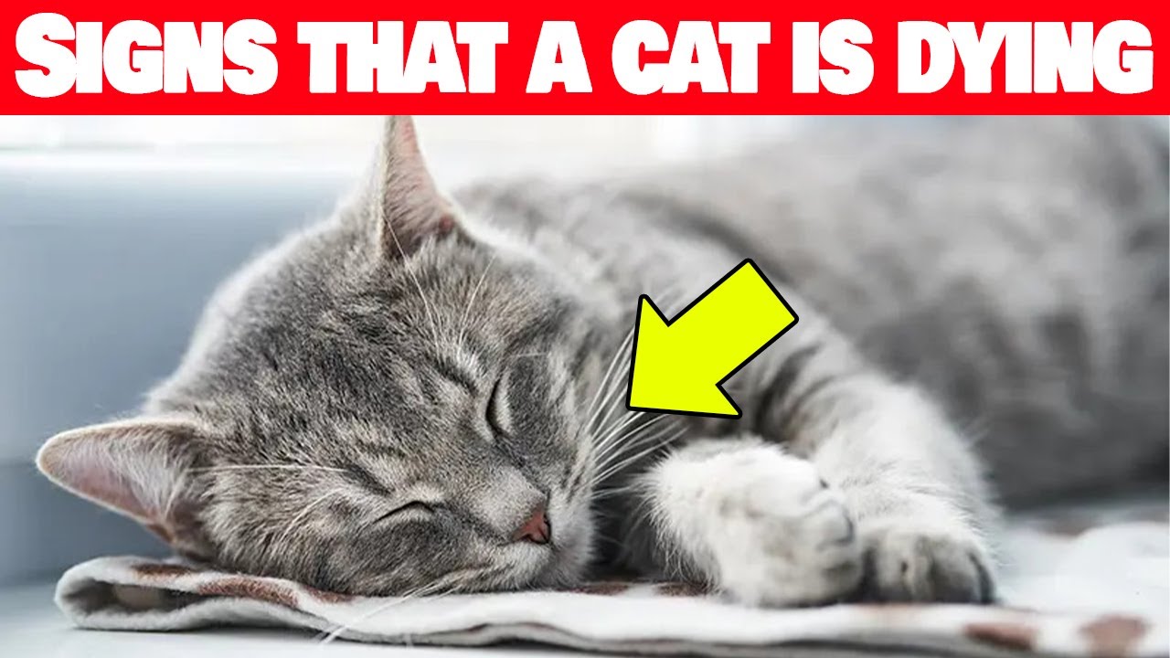 Signs of a Dying Cat: What Every Owner Must Recognize - YouTube