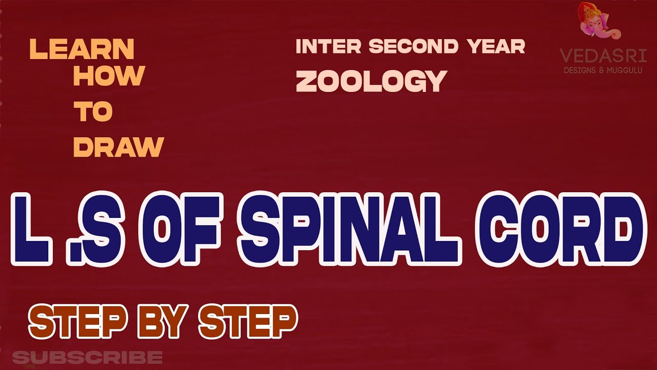 SPINAL CORD DRAWING, INTERMEDIATE Bipc,SECOND YEAR ZOOLOGY, TELANGANA ...