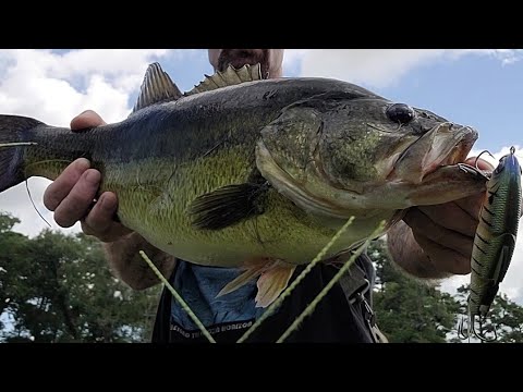 several monster bass on big swimbaits! - YouTube