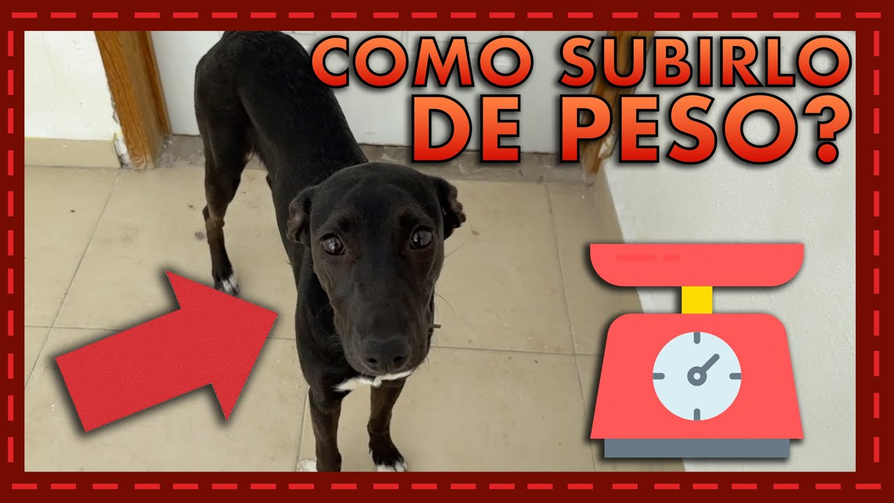 De flaco a fuerte: Cómo ayudar a tu perro a ganar peso de forma ...