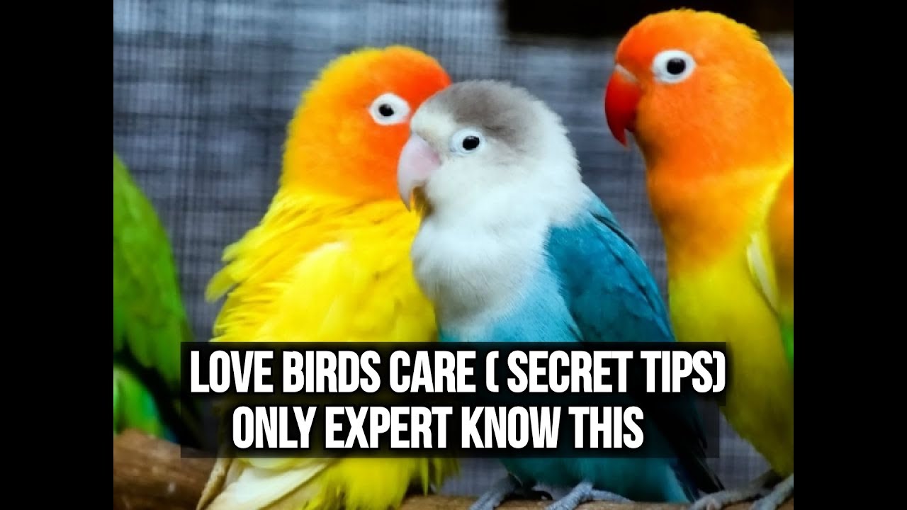 Love birds care and breeding , lovebird biola - YouTube