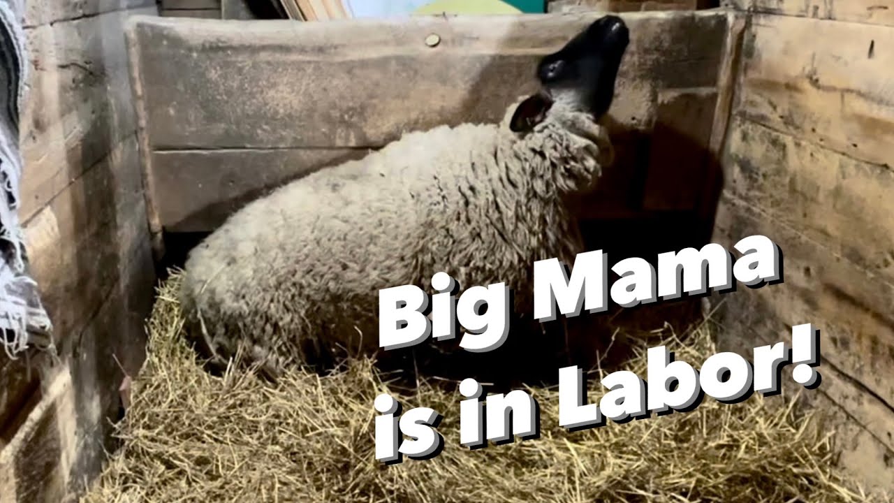 SHEEP IS IN LABOR! How many lambs are there?! - YouTube