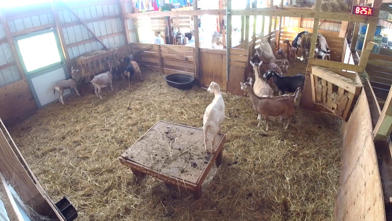 Indoor Live Goat Cam - Syman Says Farms - YouTube
