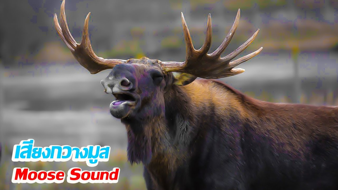 เสียงกวางมูส กวางมูสร้อง | Moose Sound - YouTube