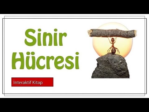 Sinir Hücresi (Nöron) #sayfa 12