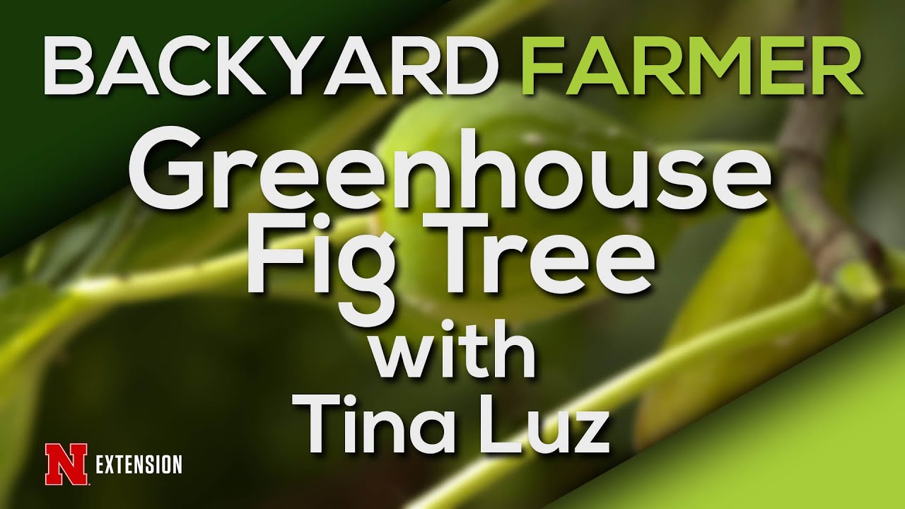 Greenhouse Fig Tree - YouTube