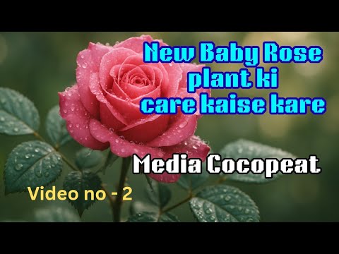 Baby Rose Plant Care in Cocopeat | Simple Tips for Healthy Growth ...