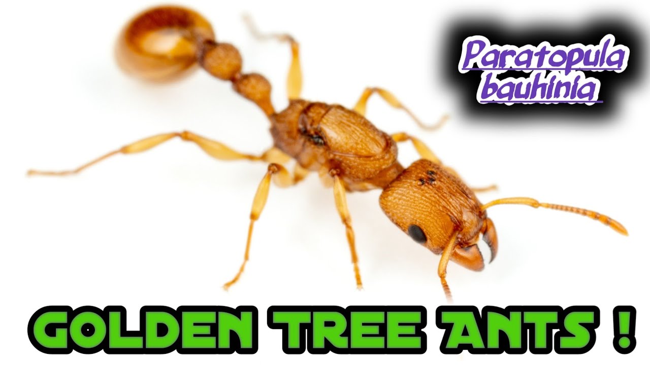 Golden Tree Ants, Paratopula bauhinia. Ant species from Hong Kong - YouTube