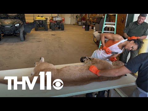 Mountain lion fatally struck by Arkansas driver