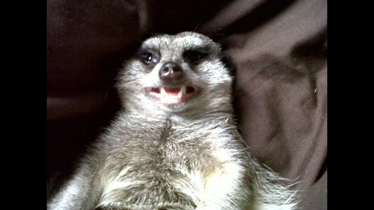 Meerkat keeping warm in the snow - YouTube