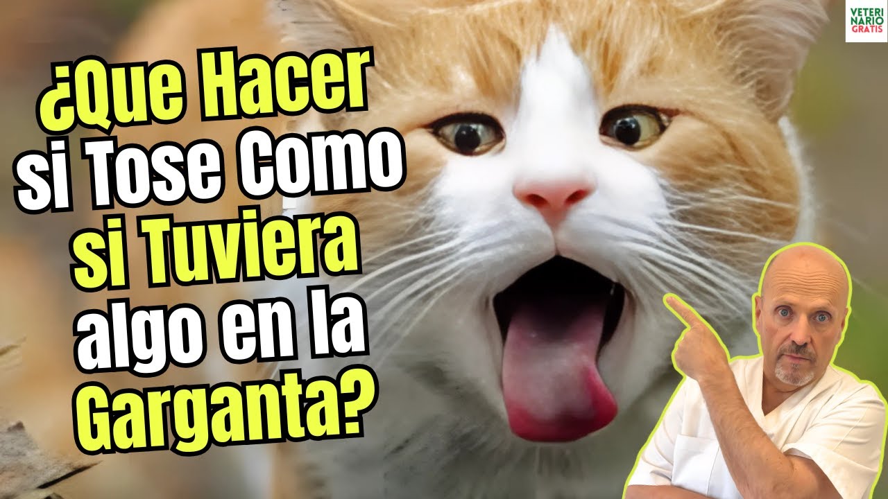 ¿QUÉ HACER SI MI GATO TOSE 😱 COMO SI TUVIERA ALGO EN LA GARGANTA? 🐈💨 ...