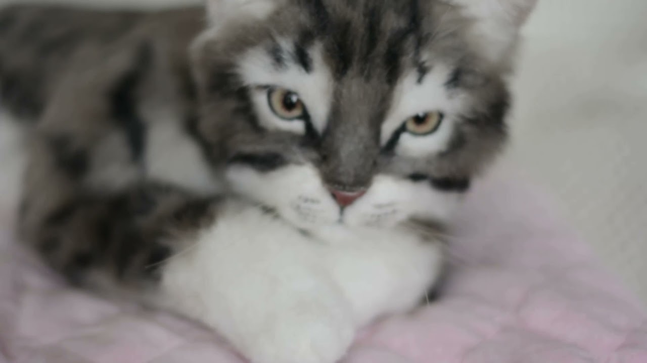 Realistic life size purring cat - almost alive collectible toy - YouTube