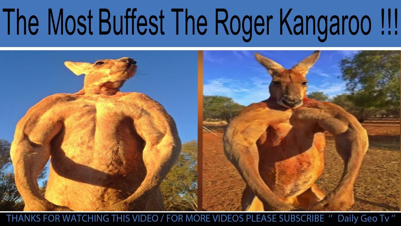The most powerful the roger kangaroo | the roger kangaroo | Kangaroo ...