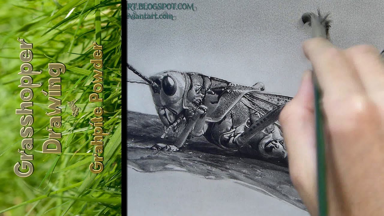 Grasshopper Drawing Graphite Powder for Tutorial ᴴᴰ - YouTube