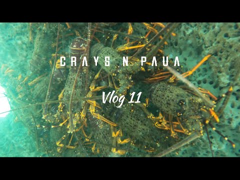 Crays n paua quick dive nz jgnzadventures vlog 11 - YouTube