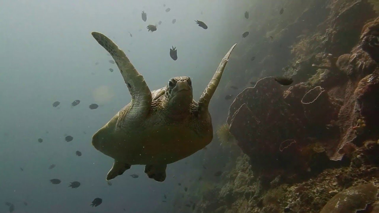 Turtle Gets Tired of Hitchhiker || ViralHog - YouTube