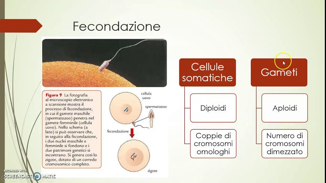 Gameti e mitosi - YouTube