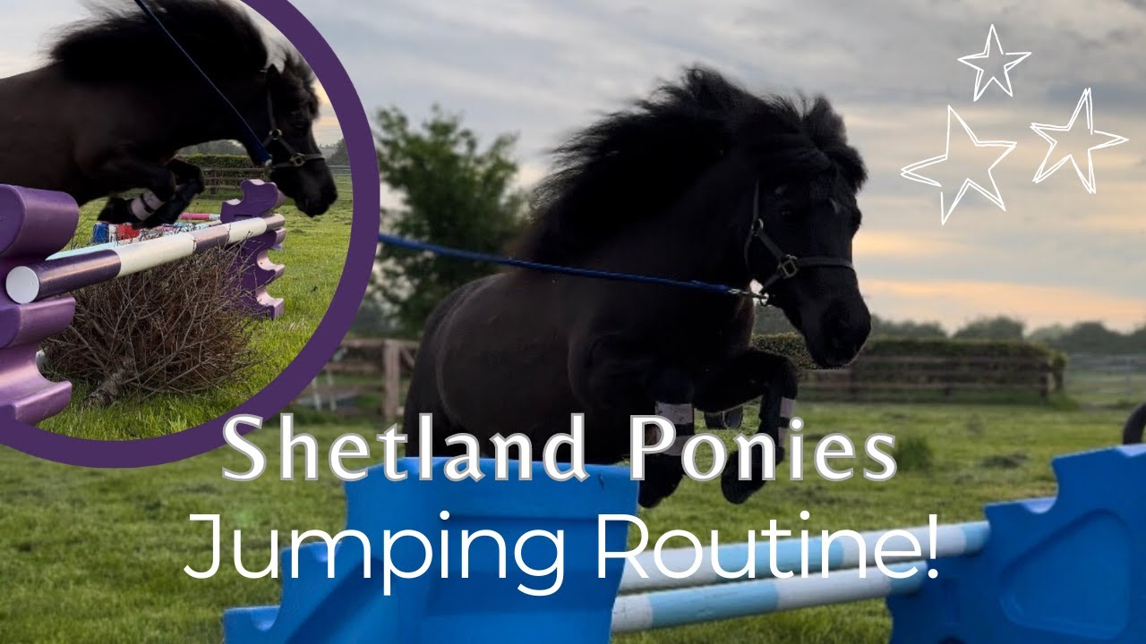 SHETLAND PONY JUMPING ROUTINE!! - YouTube